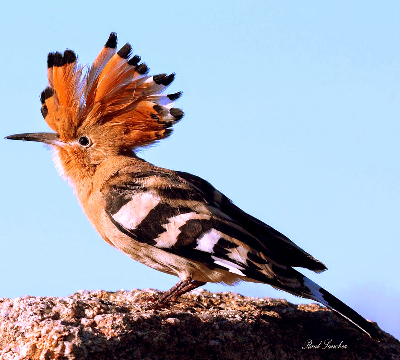 Naturaleza Viva : La abubilla (Upupa epops)