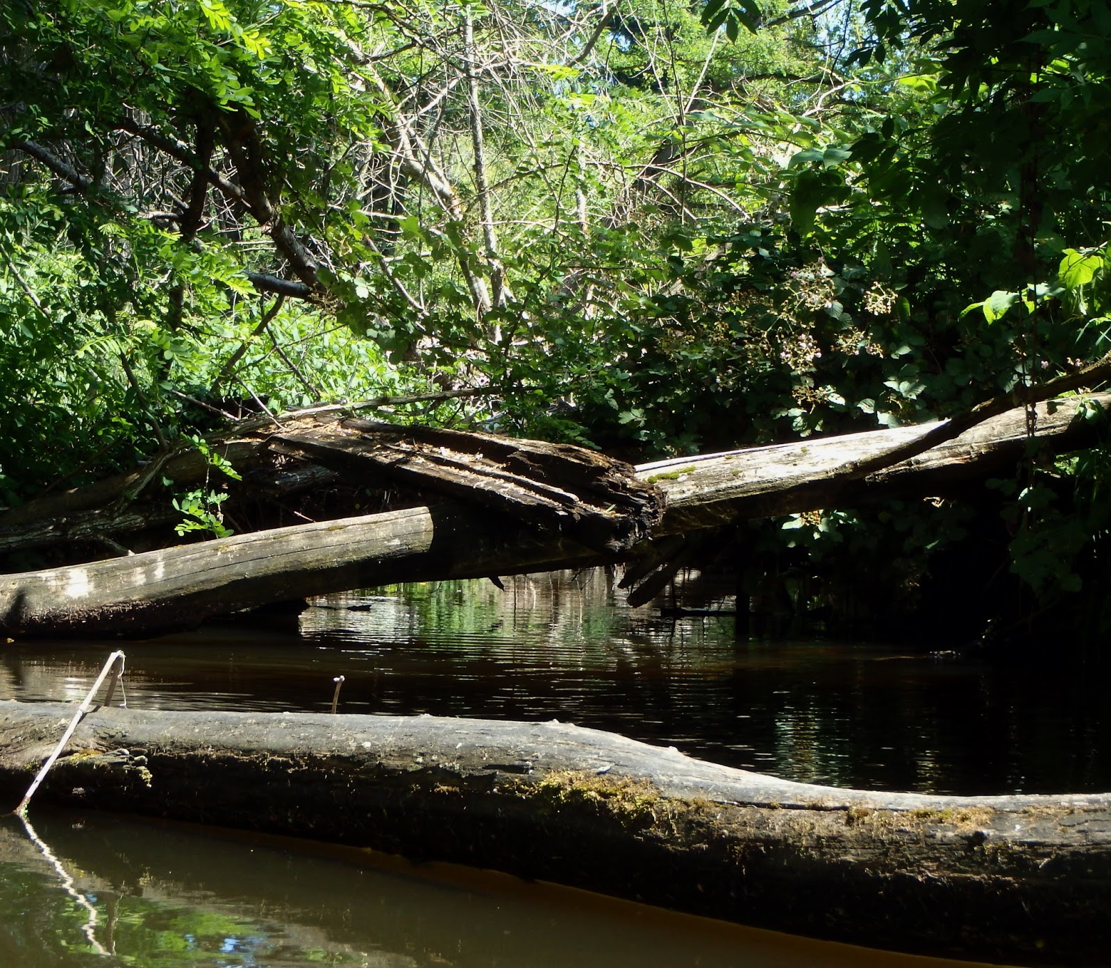 Pacific Northwest Seasons: Saving Wild Salmon: Return to Swamp Creek