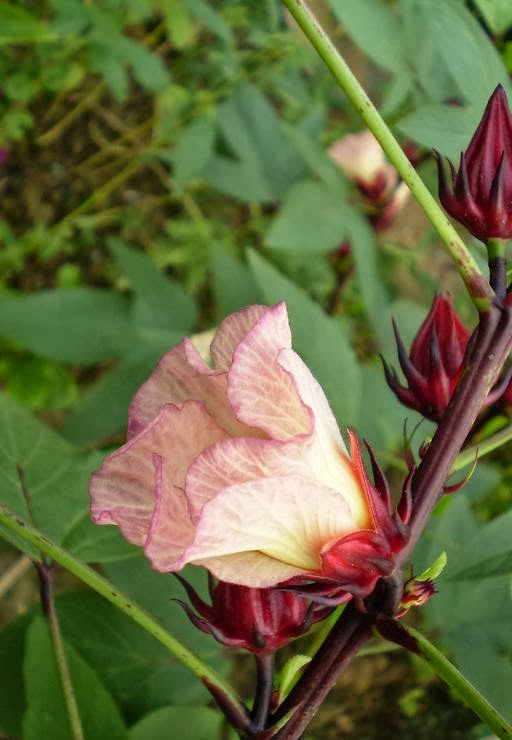 Singapore Plants Lover: Potted Roselle Pant