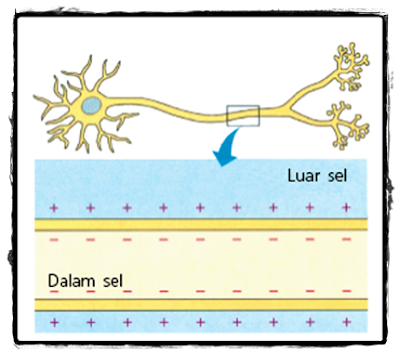 BiologiZone: Impuls Saraf