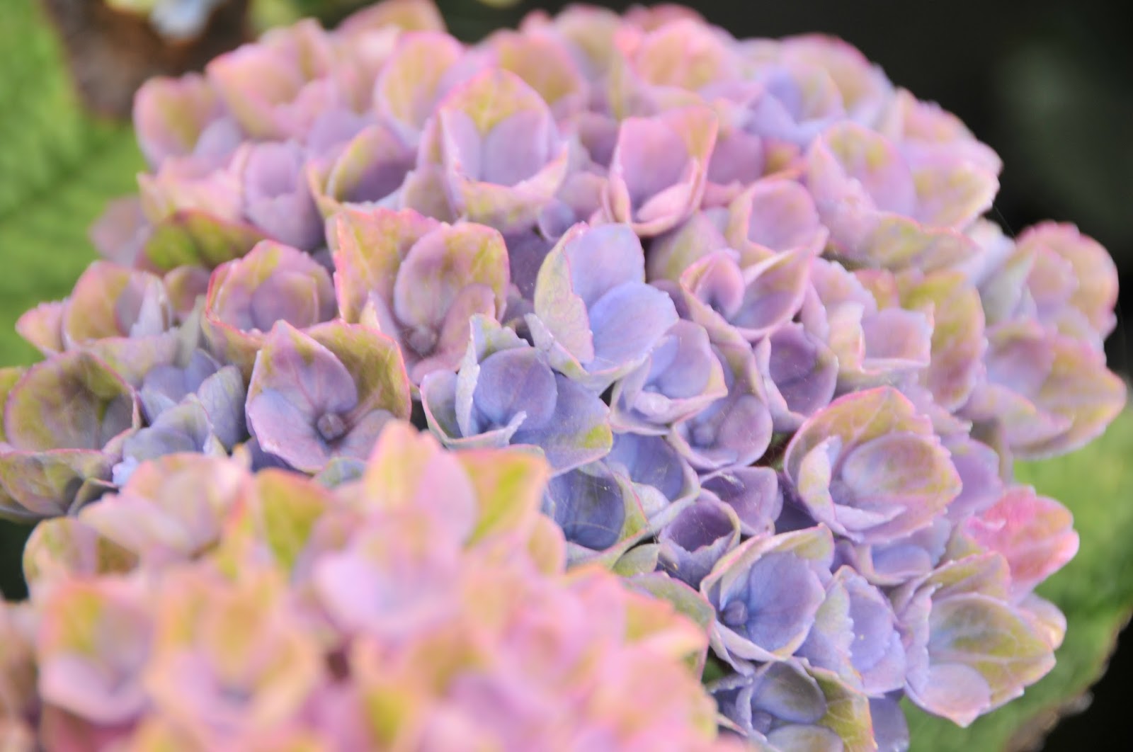 Everlasting Summer : Hydrangeas - Cultivation Of Crops