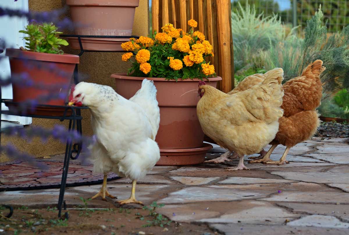 The 7MSN Ranch: Los Pollos Hermanas