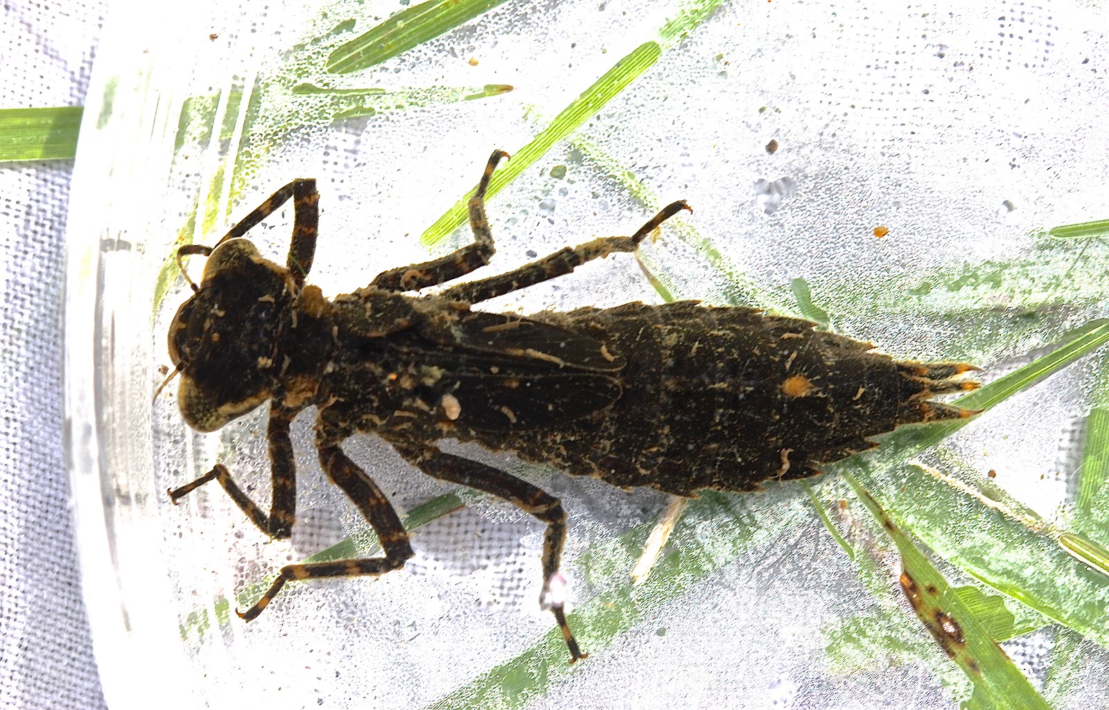 Aquatic Insects of Central Virginia: The "Fawn Darner" Dragonfly ...