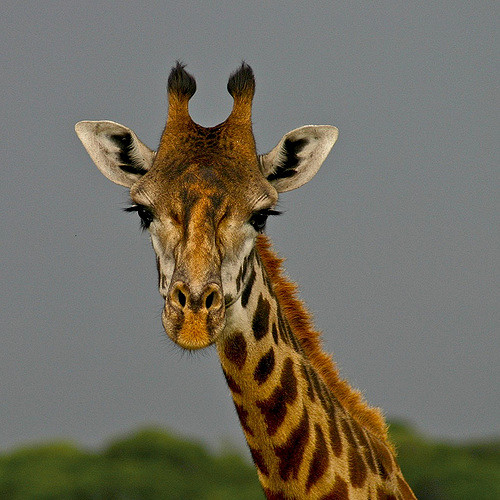 Gambar Jerapah: Kumpulan Gambar Jerapah Update