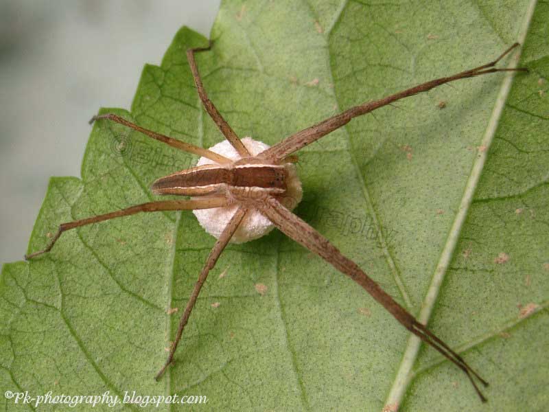 Spiders With Egg Sacs | Nature, Cultural, and Travel Photography Blog