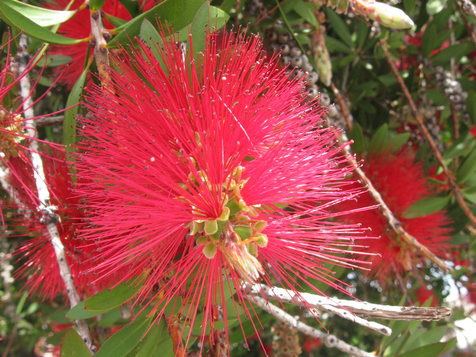 sb: Callistemon citrinus