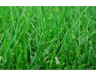 International Golf Maintenance, Inc. - IGM: Did You Know?: 10 Facts ...