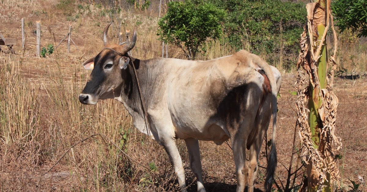 Herrera Herald: Skinny cows