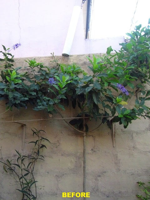 Practical Gardening: Intense Flowering of the Sandpaper Vine (Petrea ...