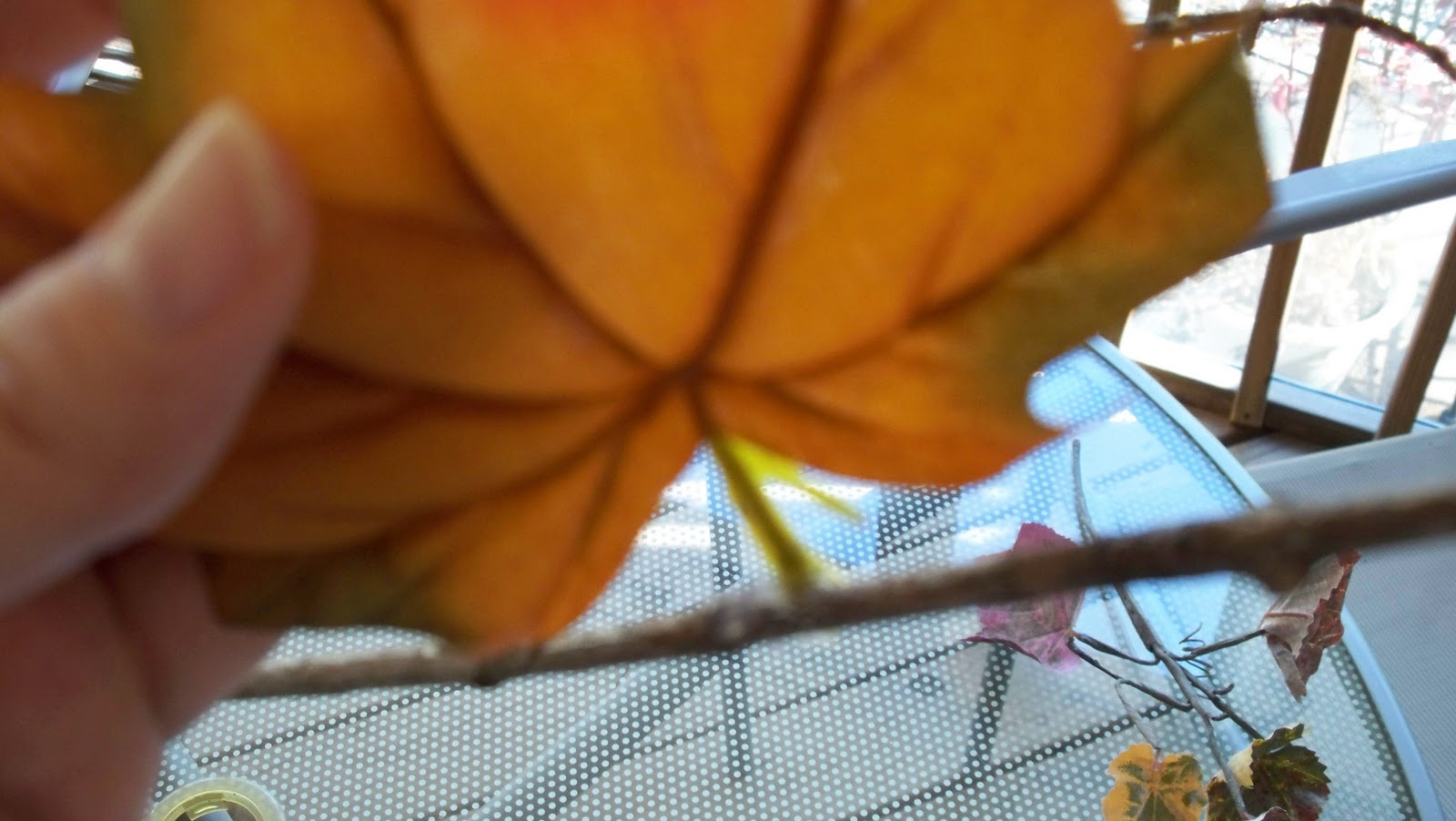 Patterns of Life: Fall Leaf Arrangement Tutorial