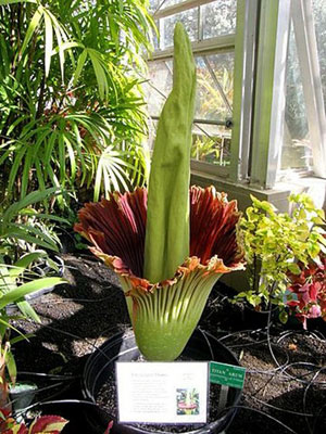 'Bunga mayat' mekar selepas 10 tahun | ituini