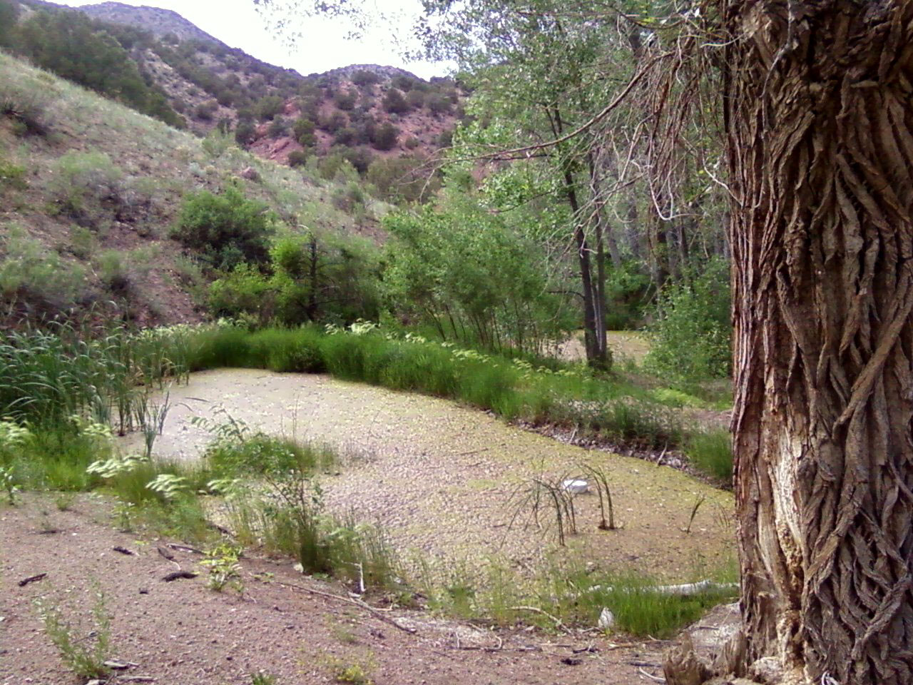 Polishing The Double Wide Turd: Green Pond Water
