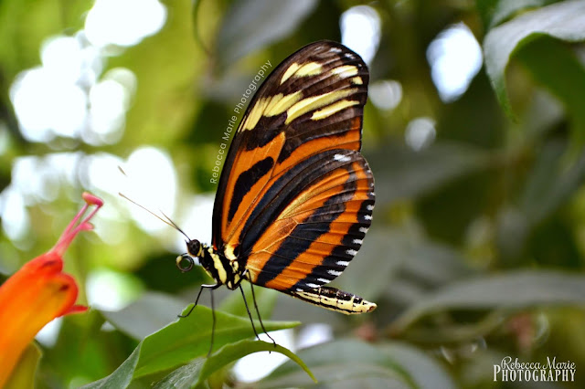 Butterfly Days: My Photos from the Magic Wings Butterfly Conservatory