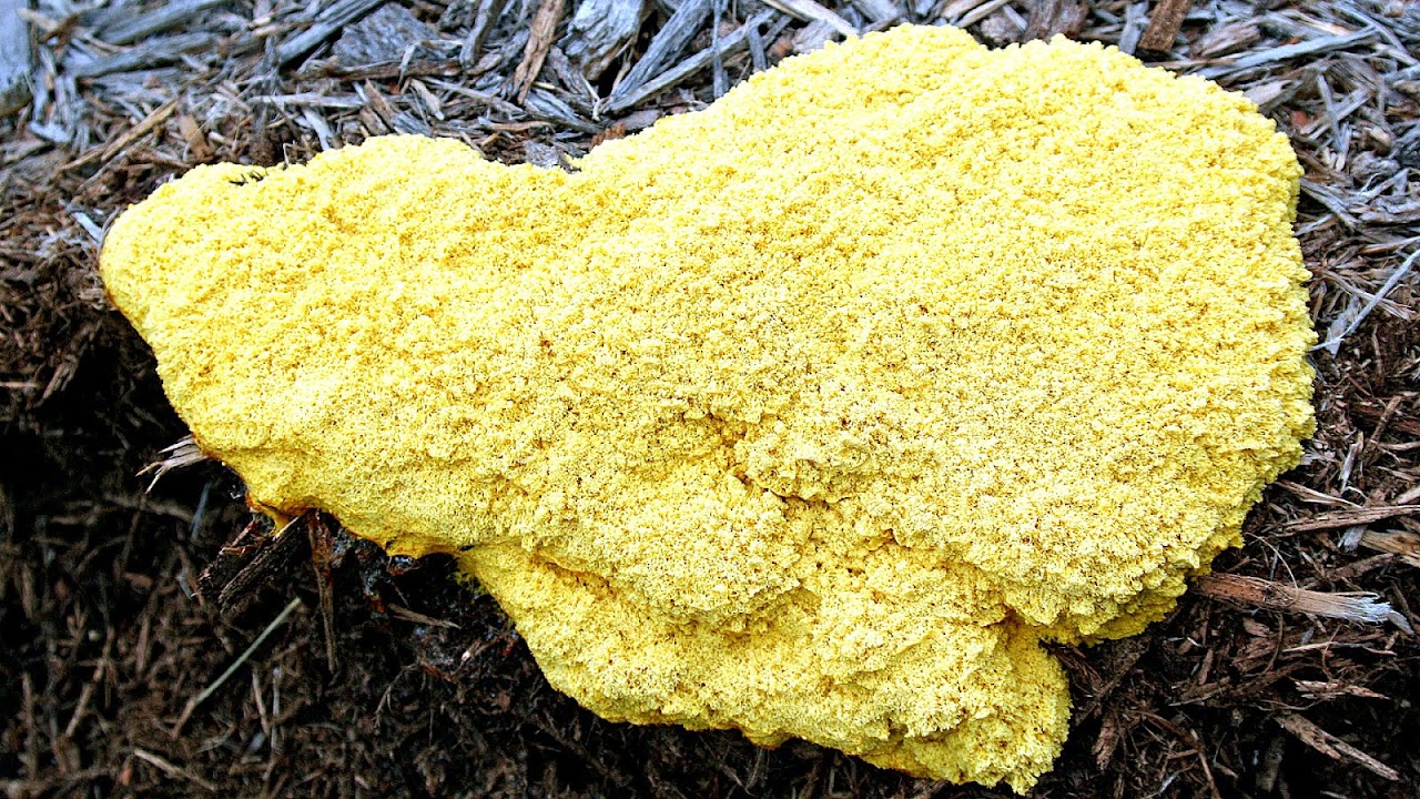 Yellow Vomit Dogs Yellow Choices yellow-vomit-dogs-yellow-choices