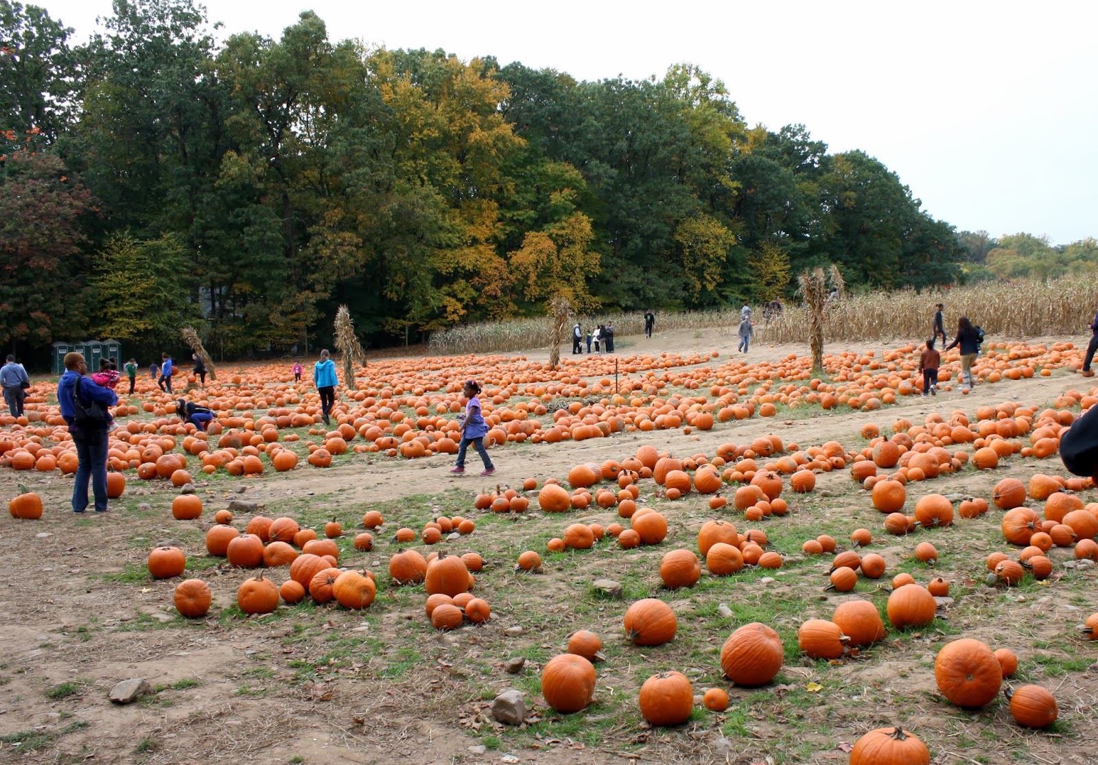 The Bitchin' Kitchin': Demarest Farms - Apple Picking 2013