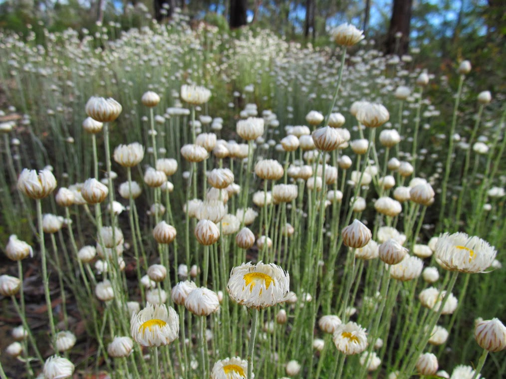 PhyloBotanist: Botany picture #143: Chrysocephalum baxteri