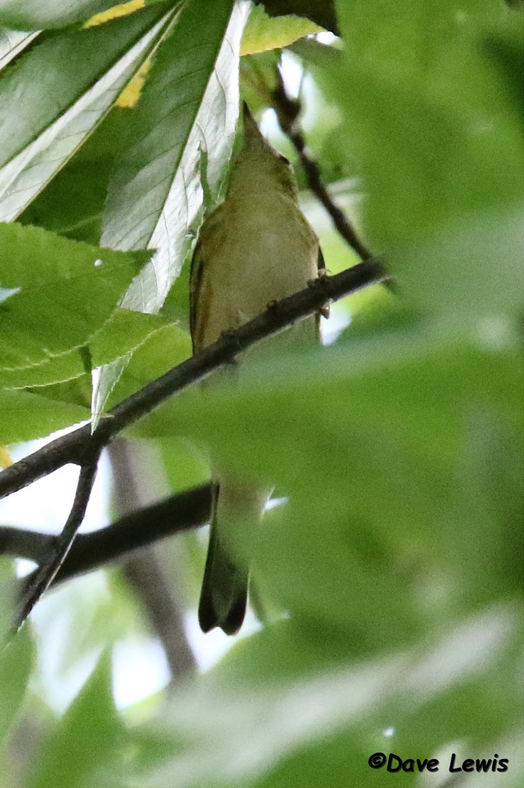 Birds from Behind : Out Birding at Last!