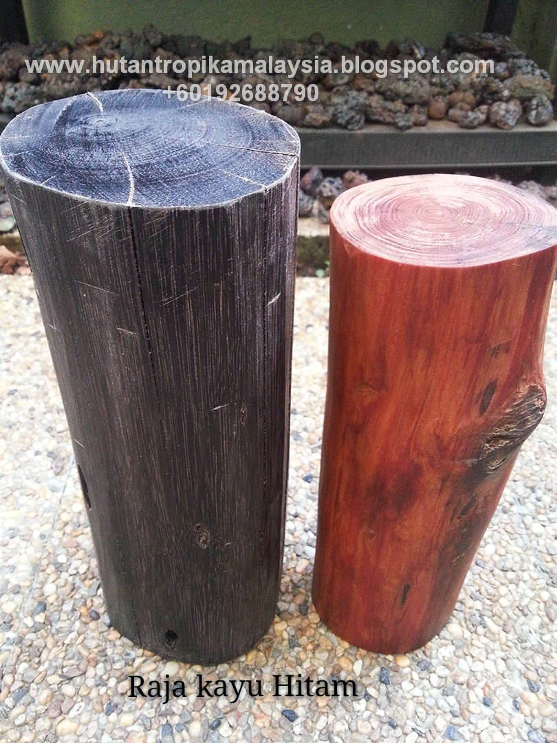 金山香料貿易 : Raja kayu hitam
