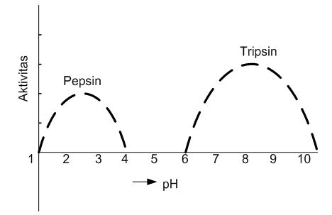 Perhatikan grafik aktivitas enzim berikut! Kesimpulan dari grafik ...