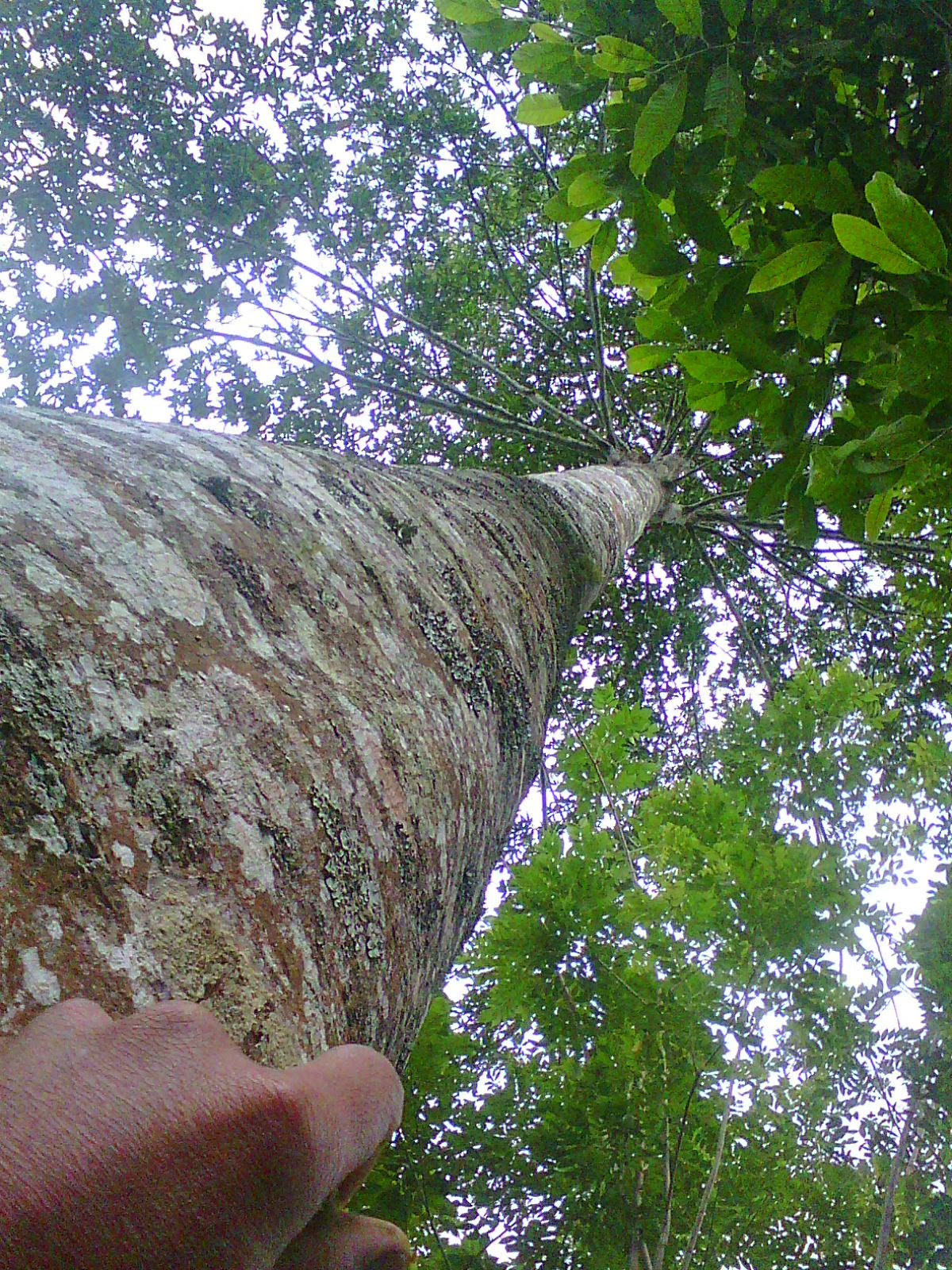 Rudraksha Cilacap: Pengolahan Biji Jenitri (Elaeocarpus ganitrus)