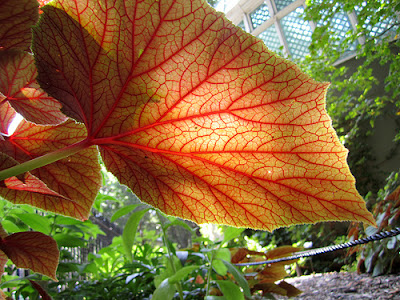 HOW TO GROW PLANTS |The Garden of Eaden