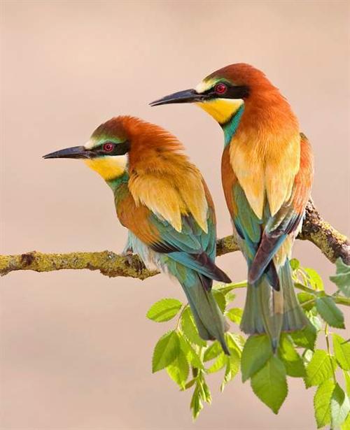 lovely2best: MULTI COLOR BIRDS PICTURES
