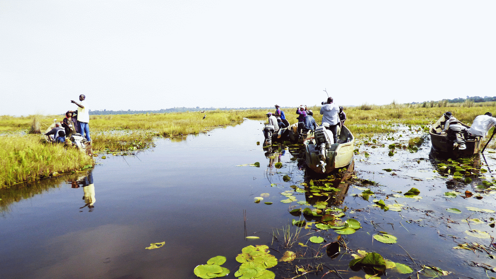 Things to do in Entebbe : Birding experience in Mabamba Wetlands