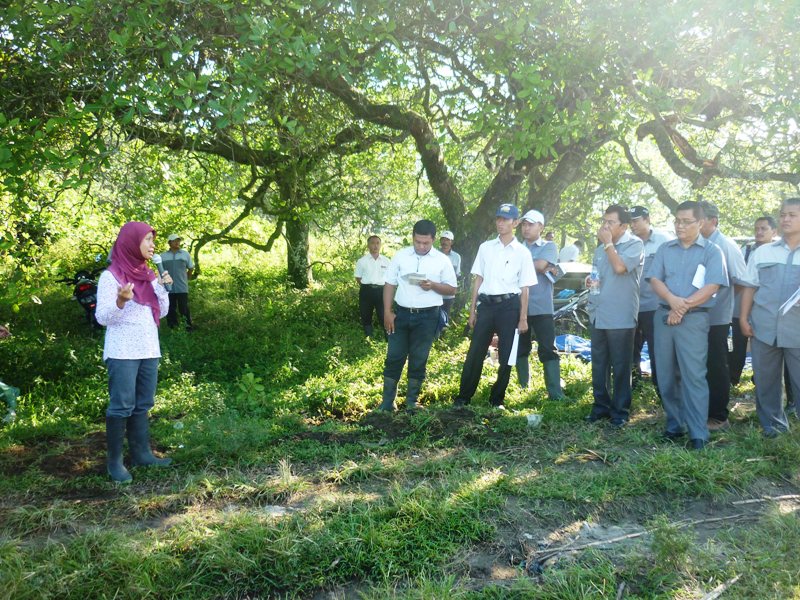 Kendalikan Hama Uret Untuk Tingkatkan Produktivitas ~ Pusat Penelitian Gula