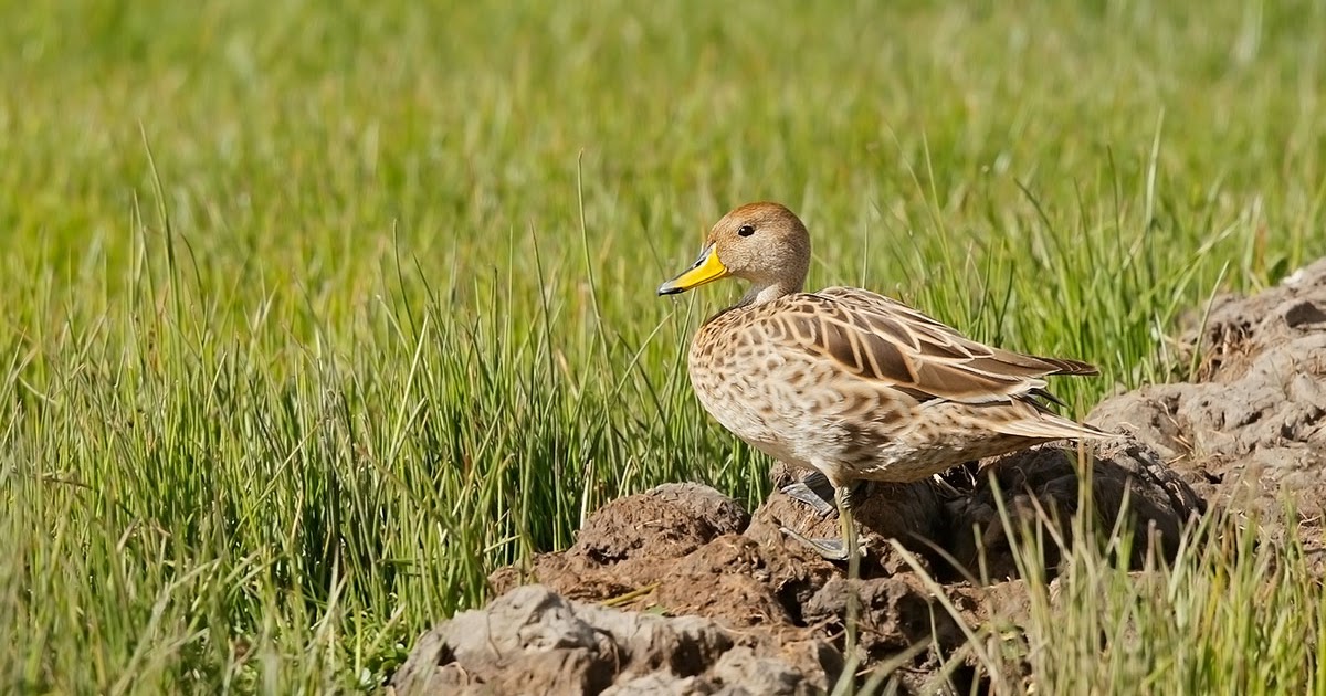 mis fotos de aves: Anas georgica Pato Maicero Yellow-billed Pintail