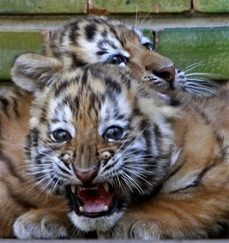 funny tiger cub pictures ~ Christine O'Donnell