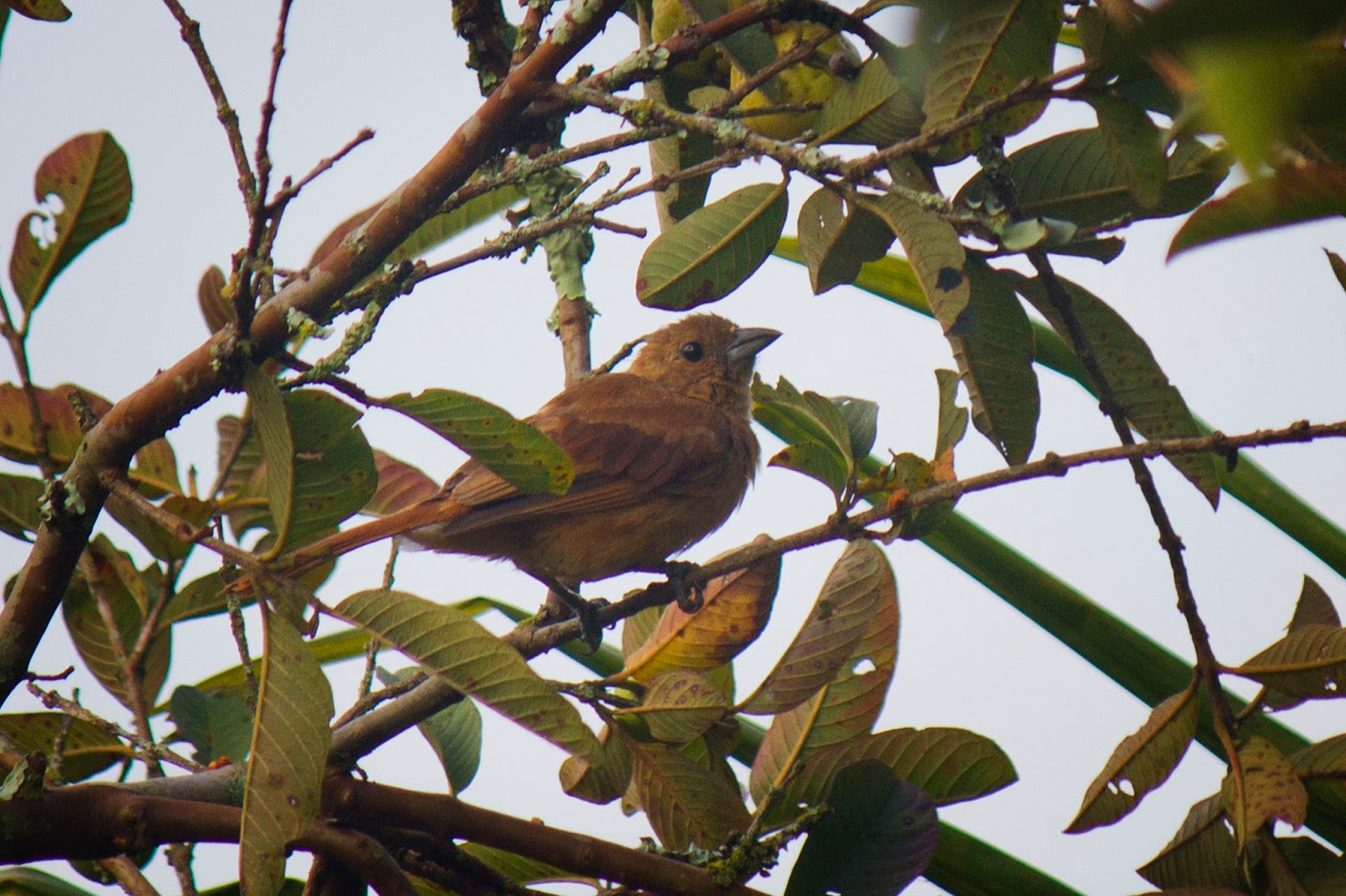 Avistamientos de Aves en Silvanìa (Cundinamarca - Colombia)