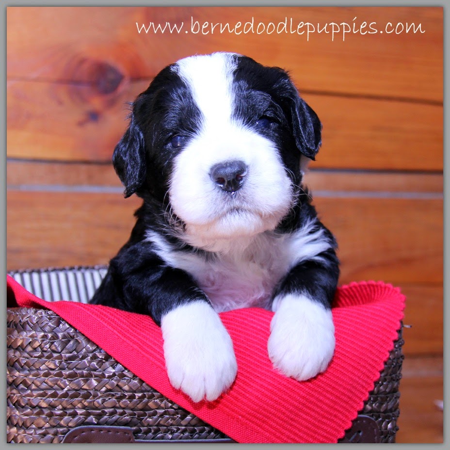 Bernedoodle Puppies (Bernesedoodle / Bernese Mountain Doodles): June 2014