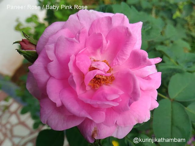 Flowers from My Cam: 30. Paneer Rose / Baby Pink Rose ~ Kurinji Kathambam