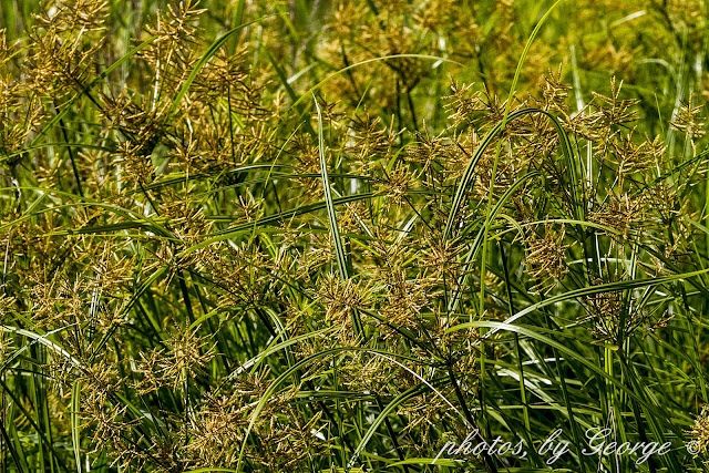 "What's Blooming Now" : Yellow Nut Sedge (Cyperus esculentus)