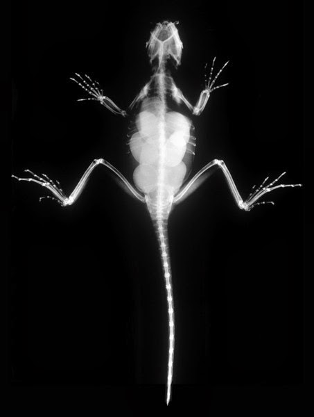 The Cryptic Corridor: More Animal X-rays...