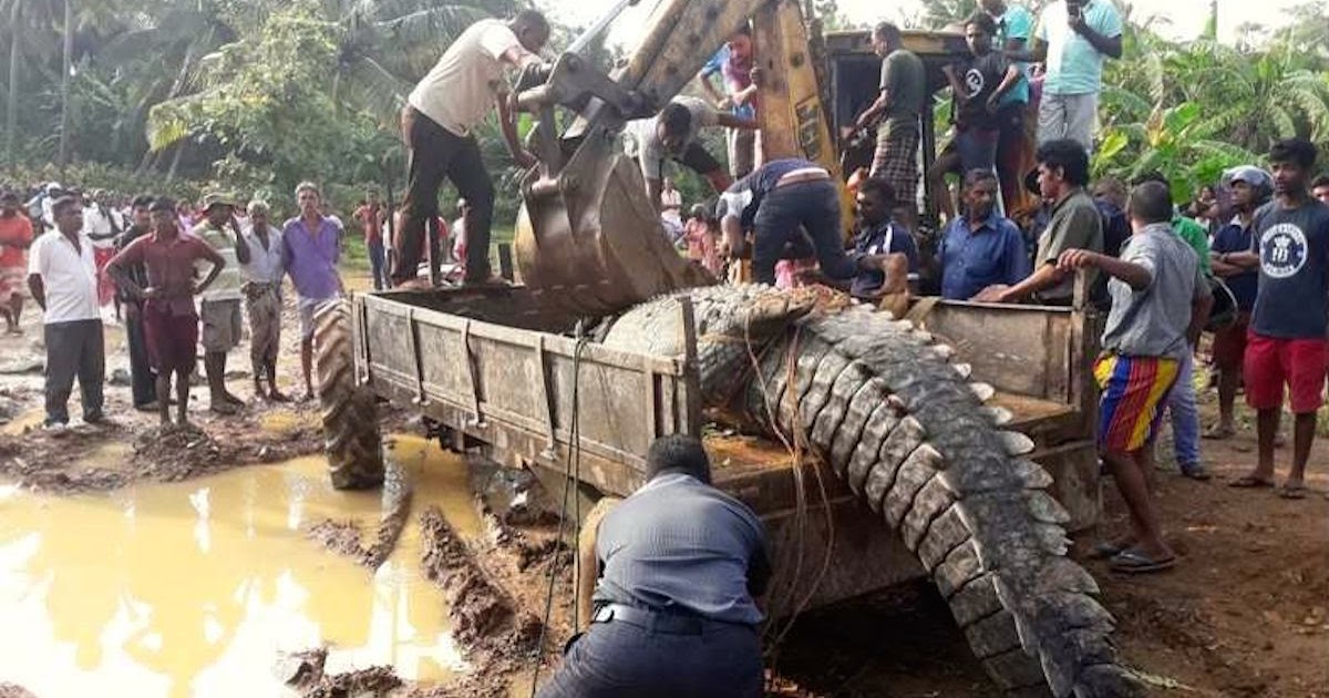 Watu Wazuri Maajabu Ya Dunia Mamba Mkubwa Kuliko Wote Ajitokeza Duniani