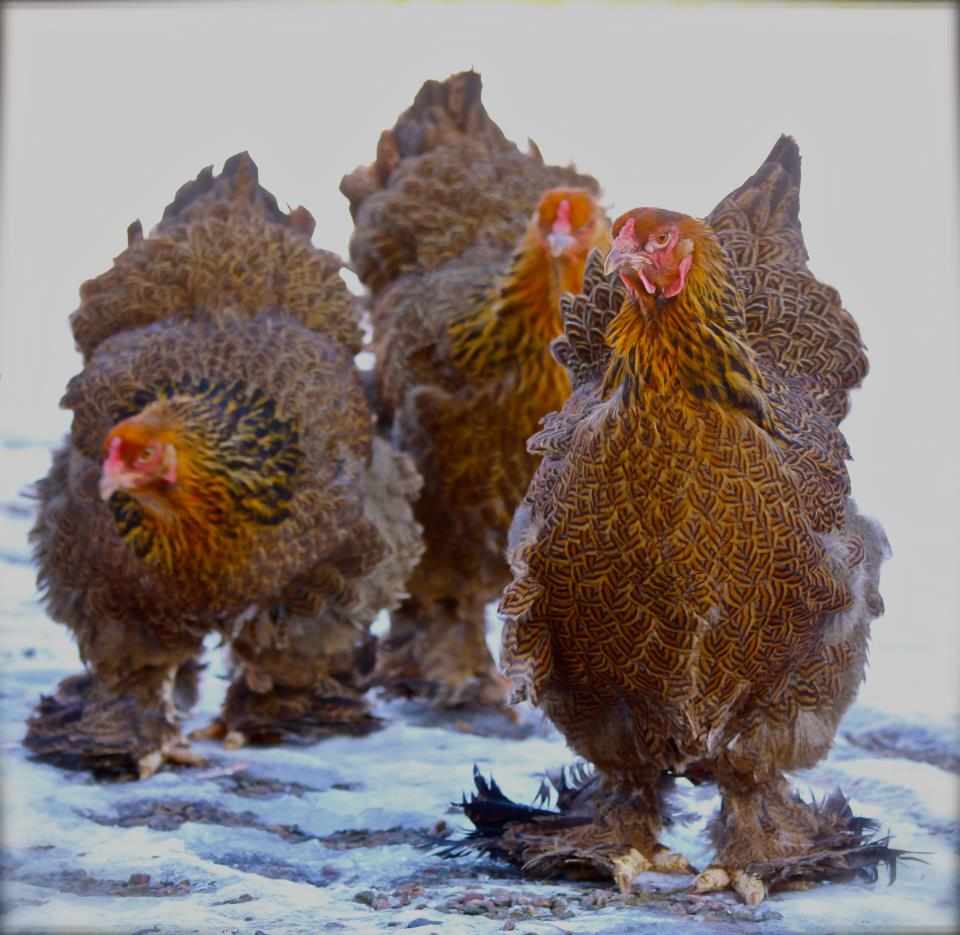 CABAÑAS AVÍCOLAS EL CHOIQUE & ArgentAVIS: CLASIFICACIÓN DE LAS RAZAS DE ...