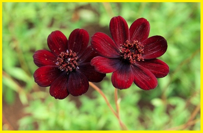 widya wulandari: 12 Bunga terlangka didunia