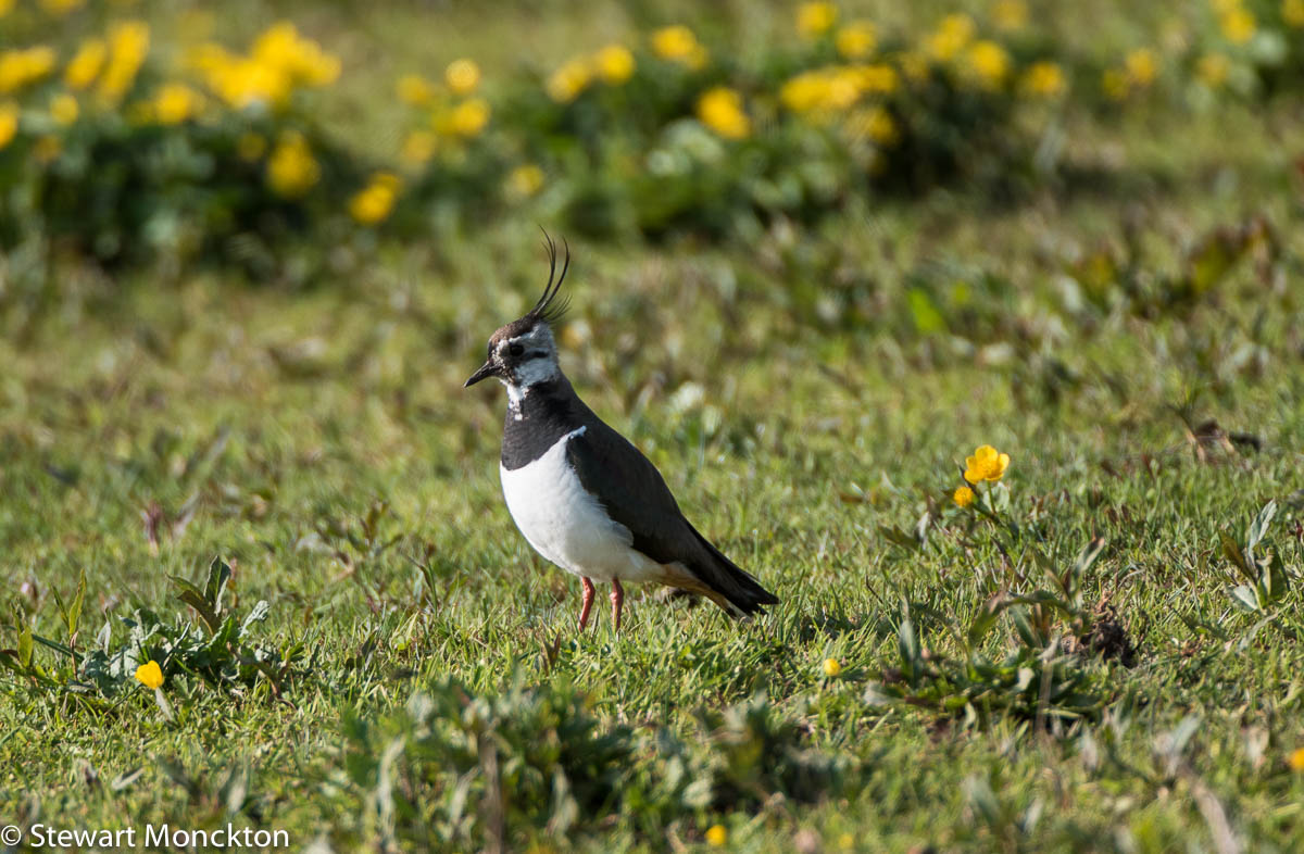 Paying Ready Attention - Photo Gallery: Wild Bird Wednesday 207 - Lapwing