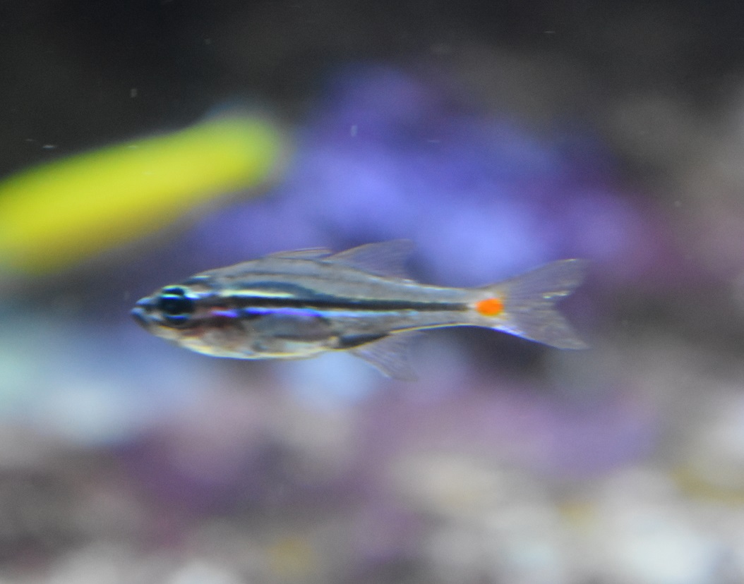 ZOOTOGRAFIANDO (6.057 ANIMALS): PEZ CARDENAL DE MANCHA ROJA / RED-SPOT ...