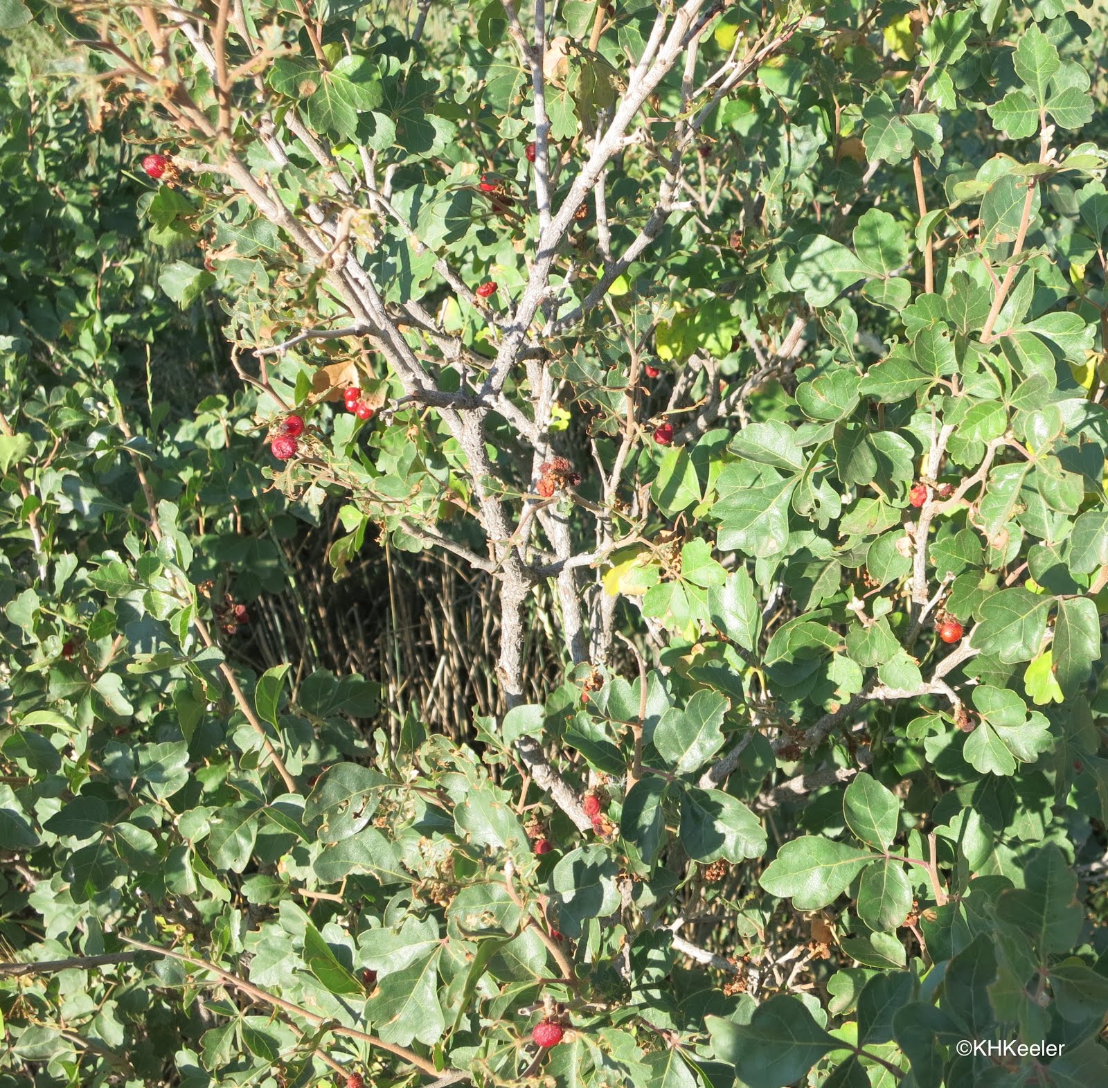 A Wandering Botanist: Plant Story--Three-Leaf Sumac