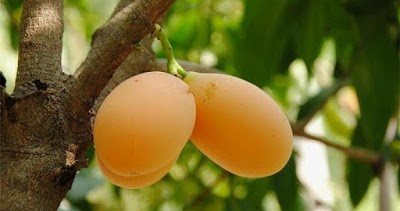 15 Manfaat Buah Gandaria Bagi Kesehatan Yang Tidak Terkira | Cara ...