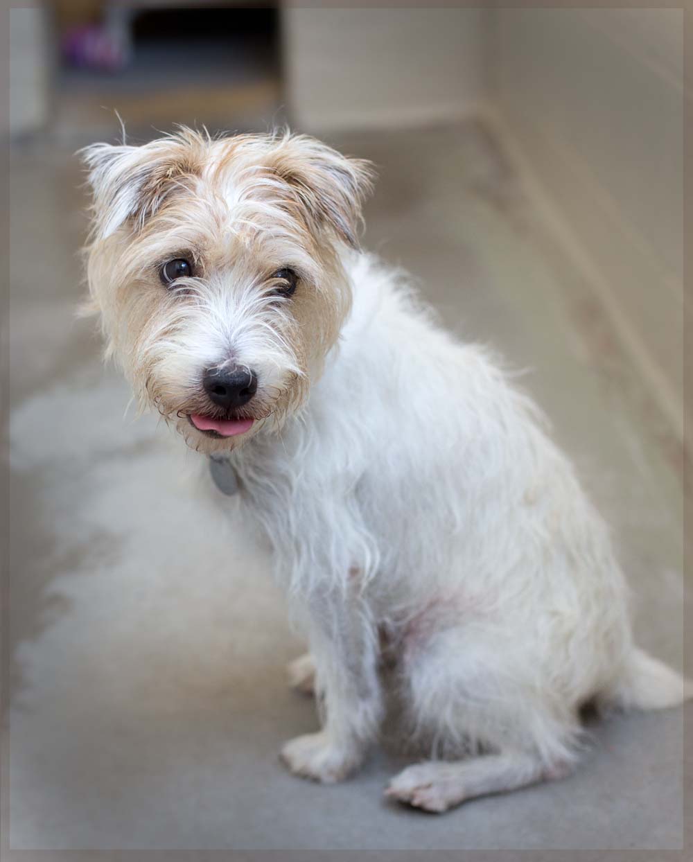 Shelter Dogs of Portland: "JACKSON OCHO" cool jack russel terrier