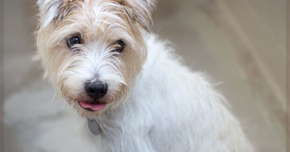 Shelter Dogs of Portland: "JACKSON OCHO" cool jack russel terrier