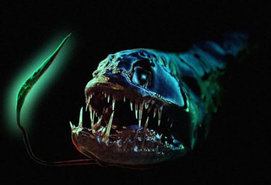 Deep Sea Creatures: Deep Sea Dragonfish
