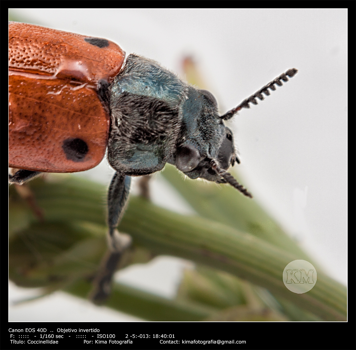 KiMa Fotografia: Coccinellidae