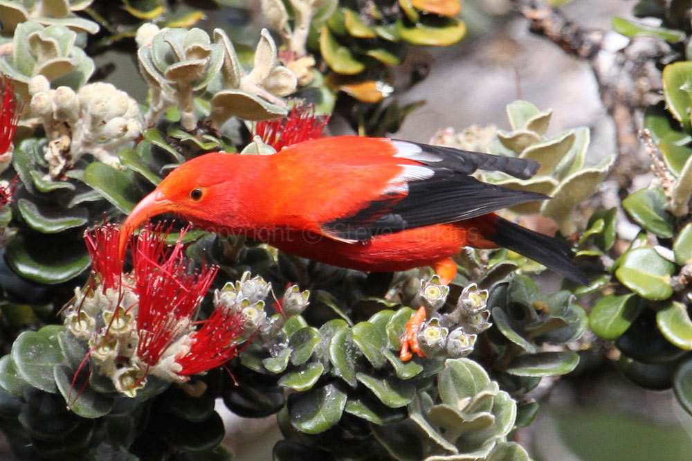 Greenham Birding: Birds of Hawaii