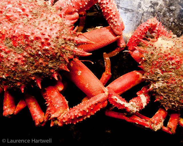 Through the Gaps! - Newlyn Fishing News: The future of shellfish ...