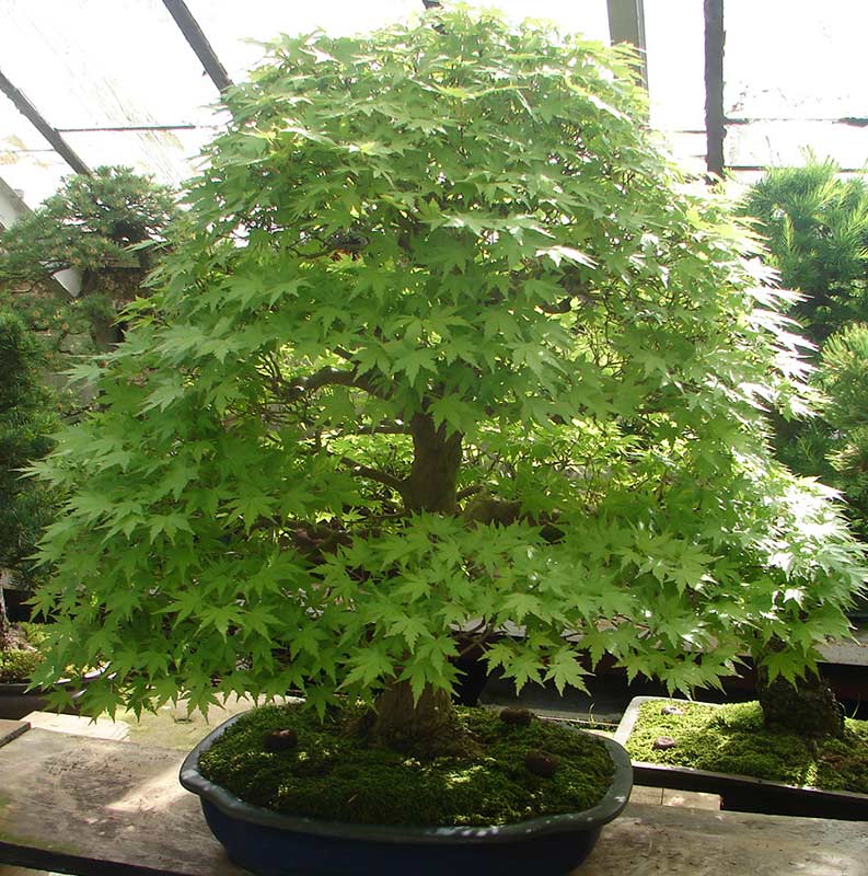 Walter Pall Bonsai Adventures: 30 Japanes trees for sale - German and ...