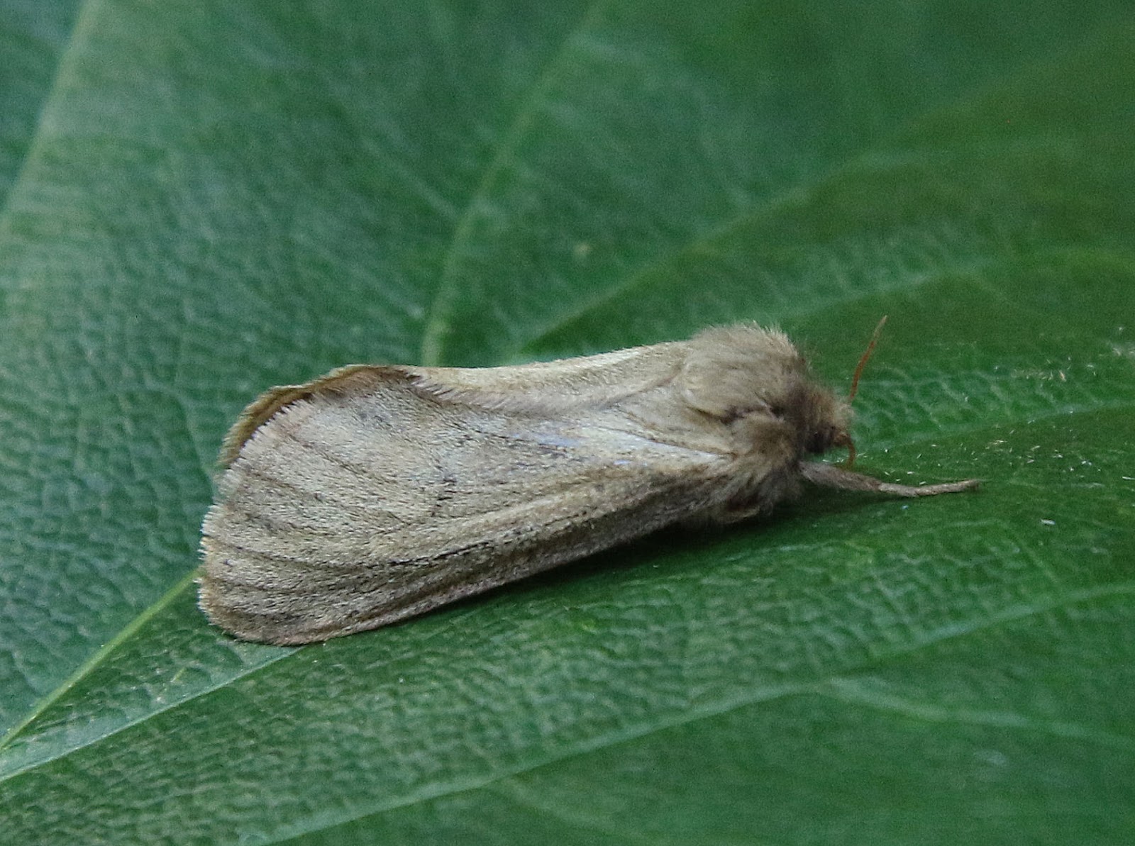 Birding with Flowers: June Moths